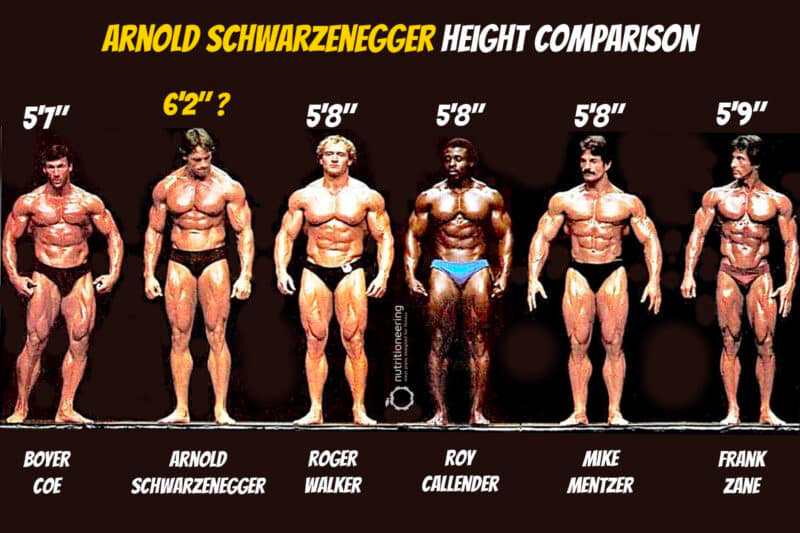 アーノルドシュワルツェネッガーは身長詐称？オリンピア優勝は出来レース！ | ハリウッド俳優FUN